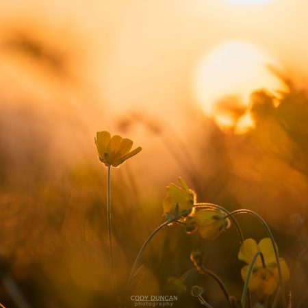 Flowers and Midnight Sun | Friday Photo #235 | Lofoten Islands Norway ...