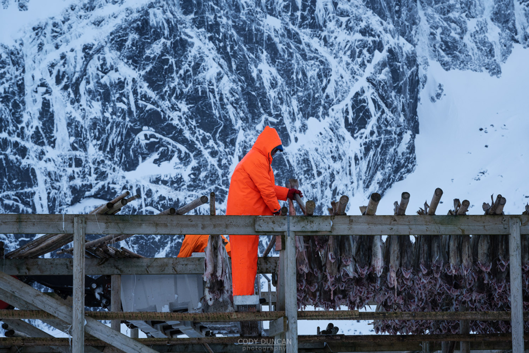 Drying Skrei Stockfish in Reine | Friday Photo #533 | Lofoten Islands ...